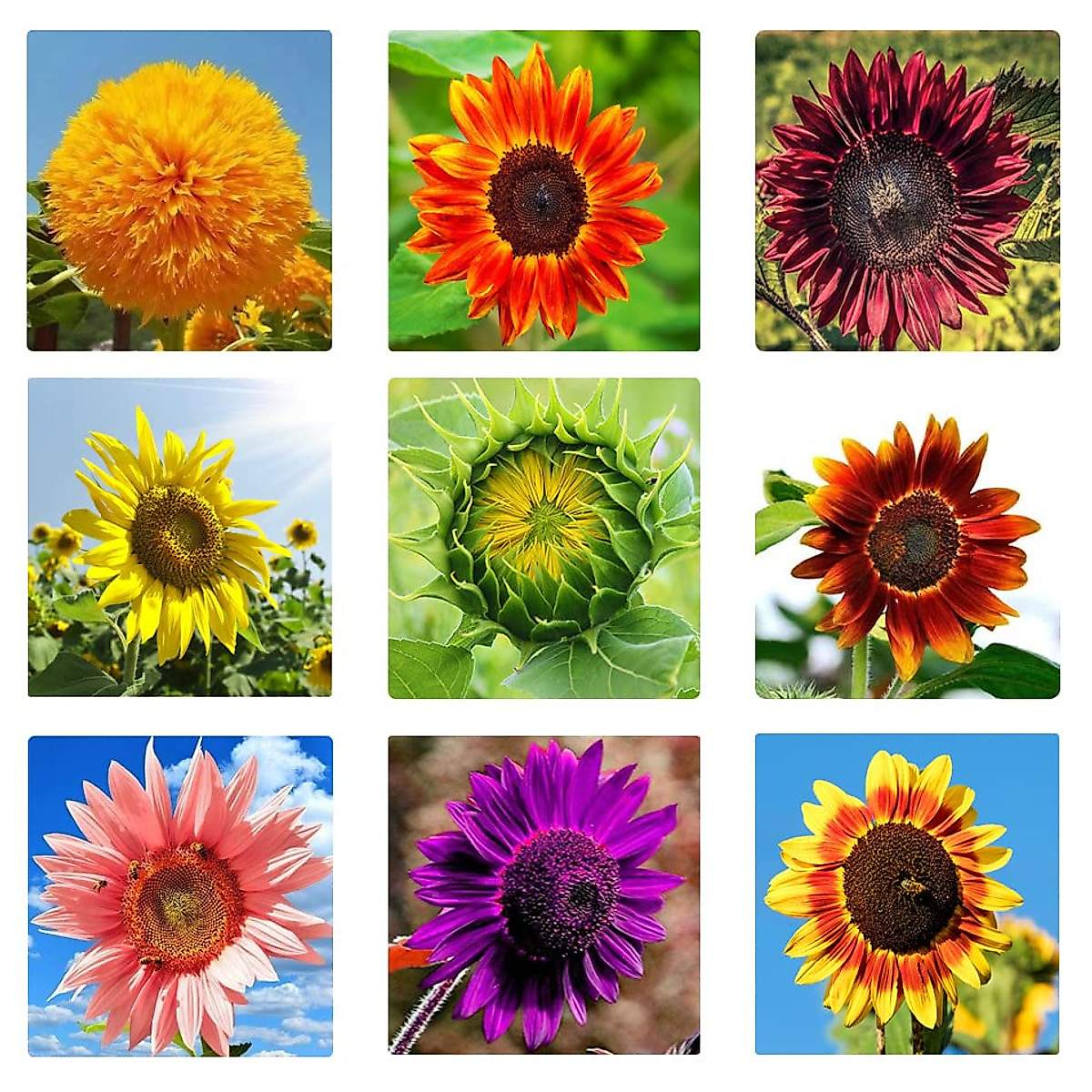 1000pcs Mix Sunflower Seeds for Planting - 10 Varieties Heirloom and Non-GMO Seeds for Outdoor Garden and Bonsai Plants, Easy to Plant and Grow