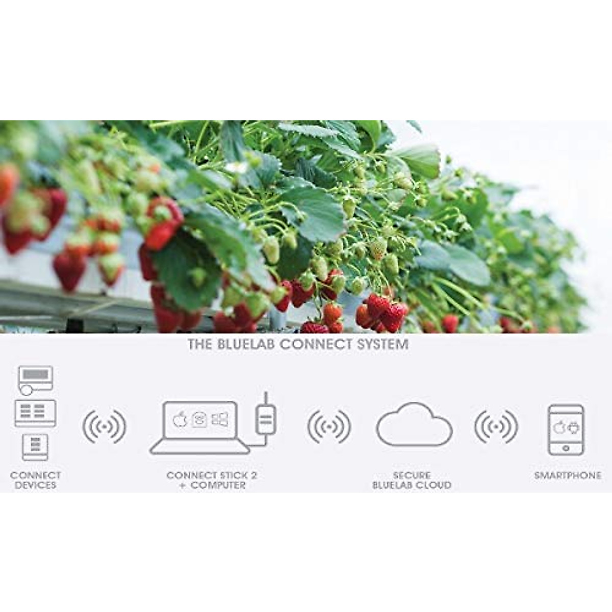 Bluelab CONSTICK2 Connect Stick 2 for Bluelab Connect Devices (Monitor and Controller), Wireless Data Logging Kit for Hydroponic System and Indoor Plant Grow
