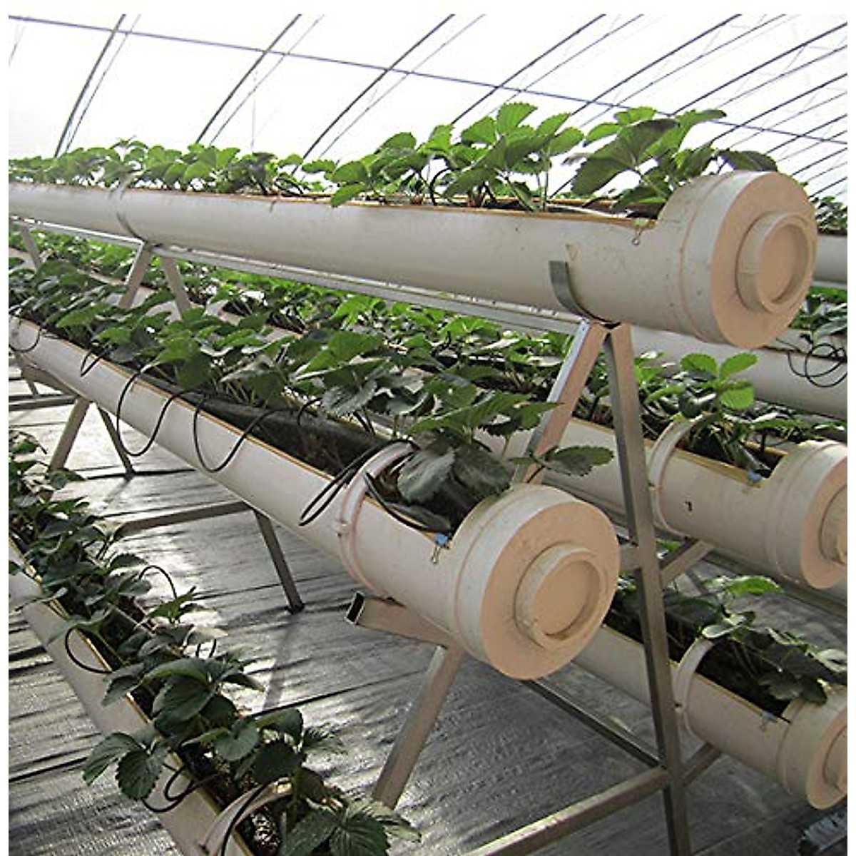 1.5” Rockwool Starter Plugs for Hydroponics, Rockwool Grow Cubes, 1 Sheets of 28 Plugs (Small)