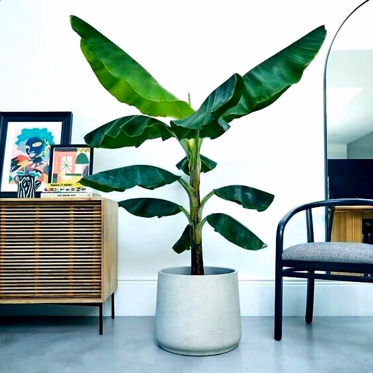 10 Seeds "Dwarf" Cavendish Banana Tree Seeds | Musa acuminata Hardy Tropical Fruit Plant