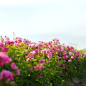 Essences Bulgaria | Organic Rose Floral Water 8.5 Fl Oz | 250ml | Rosa damascena | 100% Pure and Natural | Anti-Age Refreshing Beauty Mist | Alcohol-Free | Makeup Remover | Hydrating | Vegan