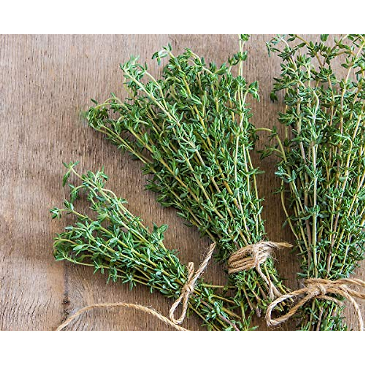 Gaea's Blessing Seeds - Thyme Seeds - Non-GMO - with Easy to Follow Planting Instructions - Herb Thymus Vulgaris 350mg 90% Germination