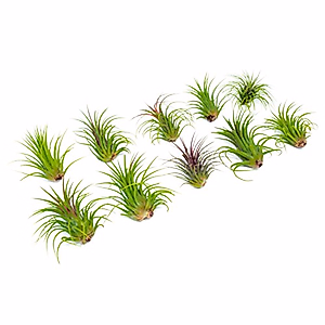 Ionantha Tillandsia Air Plants Live Indoor Plants (5PK), Air Plant Terrarium Plants Live Houseplants, Live Plants Indoor Plant Kit, Easy Care Plants for Air Plant Holder or Garden by Plants for Pets