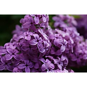 1 Purple Fashion Lilac Bushes Live Plant Fragrant 7 to 10 Inc Planting Ornaments Garden Perennials Simple to Grow Pots Gift
