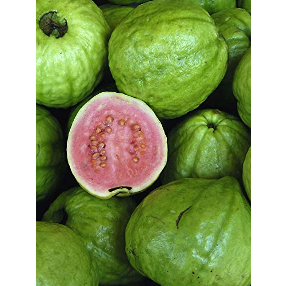 Pink Guava Plant - Psidium Guajava - Live Plant — 🛍️ The Retail Market