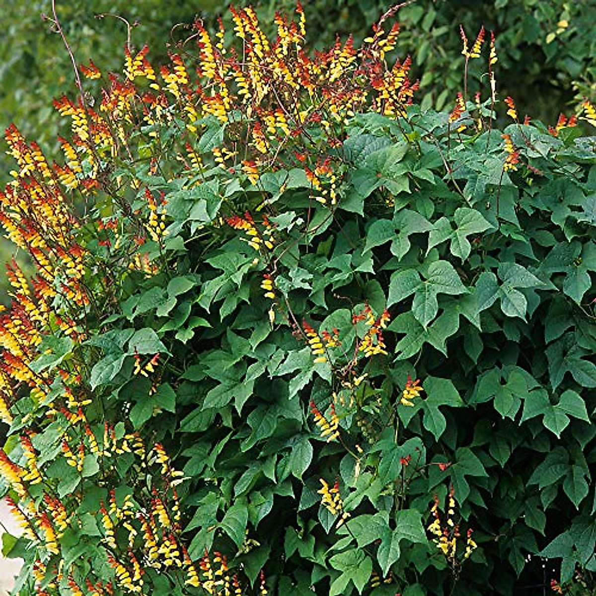 Outsidepride Mina Lobata Firecracker Flowering Vine Climbing, Trailing, Vining Plants - 100 Seeds