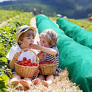 Kingdder Plant Covers Freeze Protection 10 ft x 30 ft Rectangular Frost Cloth Freeze Protection Plant Blanket Reusable Garden Fabric for Winter Vegetable Frost Sun Protection(2 Pieces)