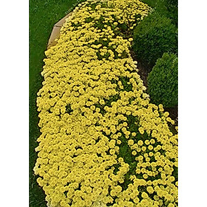 2000+ Yellow Creeping Thyme Seeds for Planting Thymus Serpyllum - Heirloom Ground Cover Plants Easy to Plant and Grow - Open Pollinated
