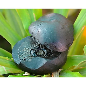 Vishnu Shaligram,2.5"X2.25"Inch Mahavishnu Shaligram, Shaligram Shila, Gandaki River Nepal, Shaligram Stone, Religious Gift, Shaligram from Nepal-I-6052