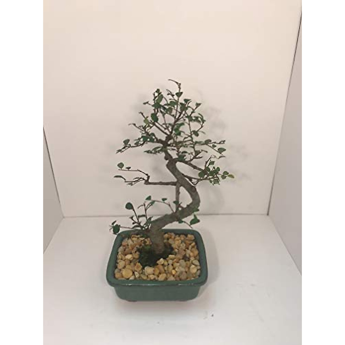 Bonsai Tree ELM (S Shaped) with Ceramic Pot 8 Years Old
