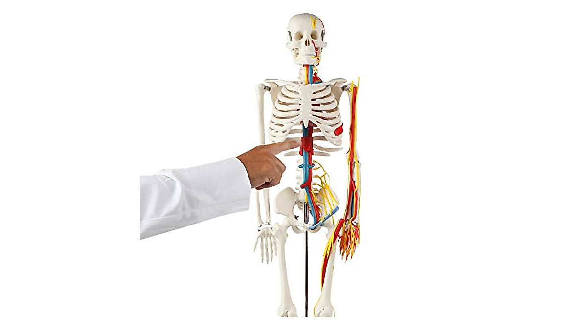33" Human Skeleton Model - Perfect for Students & Doctors