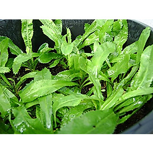 1000 Premium Organic Culantro - NGO GAI - Mexican Coriander - Thai Parsley - Recao - Seeds by Happy Seeds & Garden