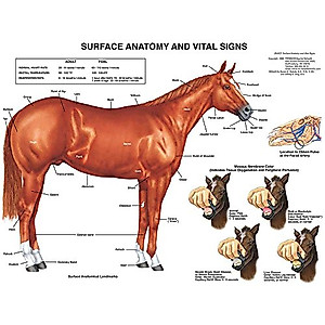 Equine Surface Anatomy Chart Horse