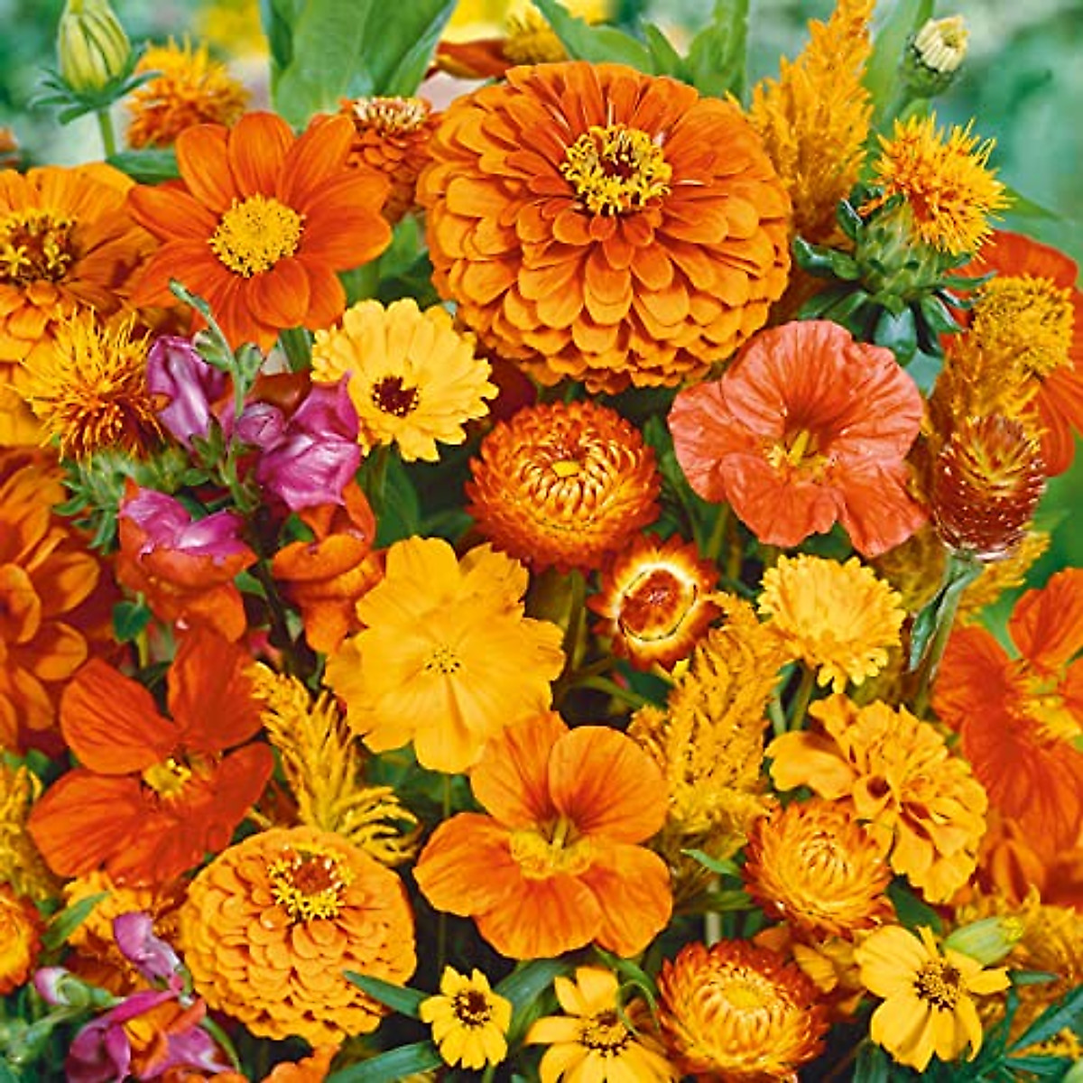 Orange You Glad - Orange Flower Seed Mix - 5 Pounds - Orange/Mixed Wildflower Seeds, Attracts Bees, Attracts Butterflies, Attracts Hummingbirds, Attracts Pollinators, Easy to Grow & Maintain, Cut