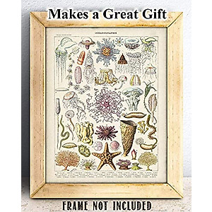 Vintage Crustaceancore Ocean Life Jellyfish Marine Biology Science Illustration Art Print by Meishe | 11x14 Unframed Art Print Poster | Great Beach House Wall Decor Poster Under $15