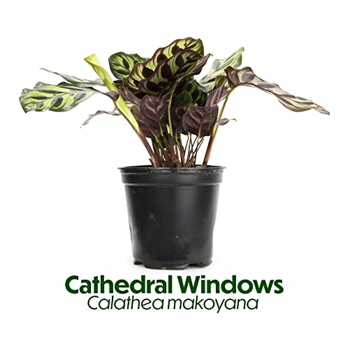 Calathea Plant Live Prayer Plant Live Indoor Plant, Calathea Live Plant Live House Plant Live Plants Indoor, Live Indoor Plants Live Houseplants Live Prayer Plants Live House Plants by Plants for Pets