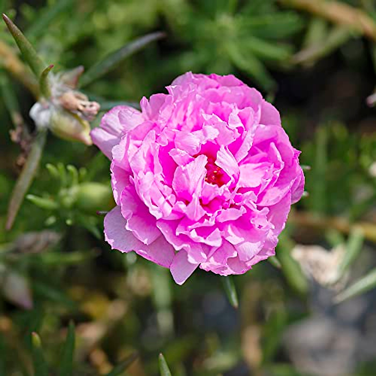 Moss Rose Seeds Portulaca Grandiflora Seeds Showy Drought Tolerant Beds Boreder Edging Ground Covers Patio Containers Rock Garden 500Pcs Annual Flower Seeds by YEGAOL Garden