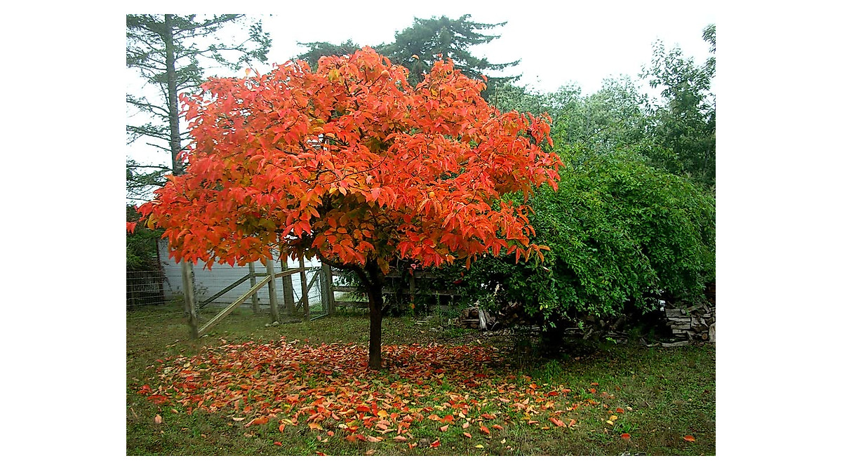 Buy American Persimmon Tree - Live Plant for Your Garden