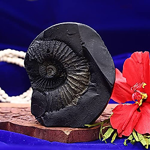 Vedic Vaani Natural Gandaki River Stone Vakratunda Ganesh Shaligram Statue (1 Pc)
