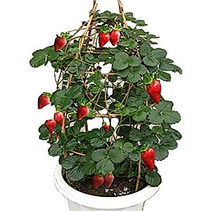 S-pone 250+ Red Climbing Strawberry Seeds Everbearing Fruit Plant Home Garden Sweet and Delicious
