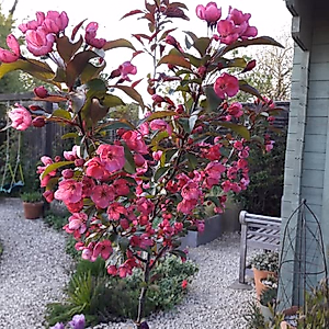 CHUXAY GARDEN Malus 'Prairifire',Crabapple Seed,Crab Apple 30 Seeds Privacy Screen Plant Deciduous Tree Beautiful Small Ornamental Tree Great for Garden