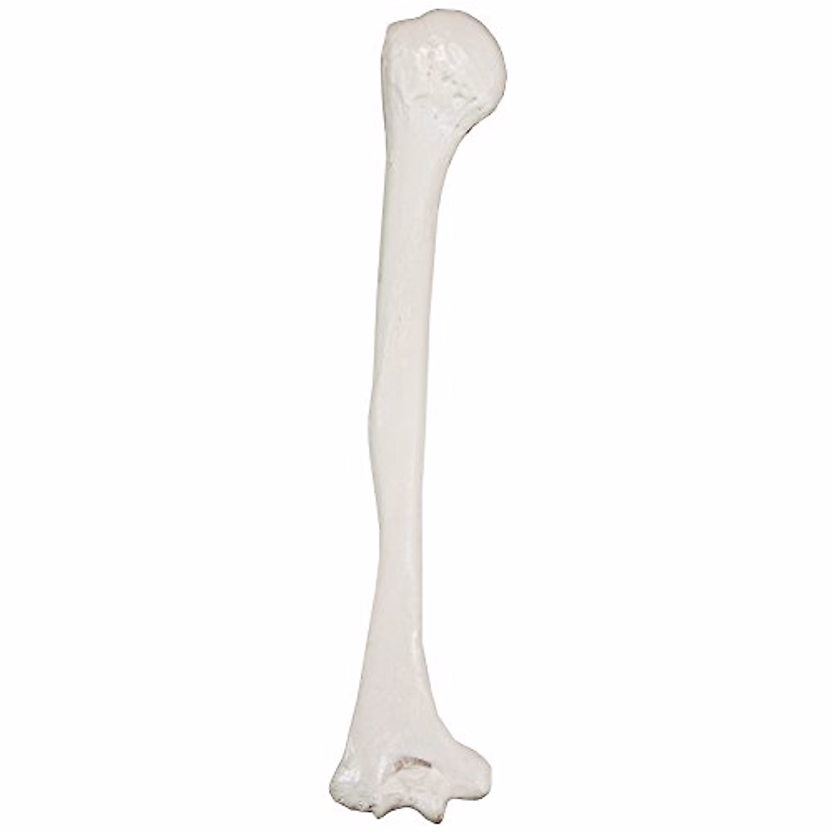 Axis Scientific Humerus Bone Model?–?Left Bone Replica, Features Natural Textures and Landmarks of Human Humerus Bone – Includes Detailed?Product Manual