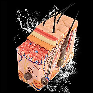 Anatomy Model, Skin Structure Anatomical Model - Human Skin Organ Anatomy Model - Medical Anatomical Skin Tissue Model - for Study Display Teaching Medical Model for Medical Demonstration