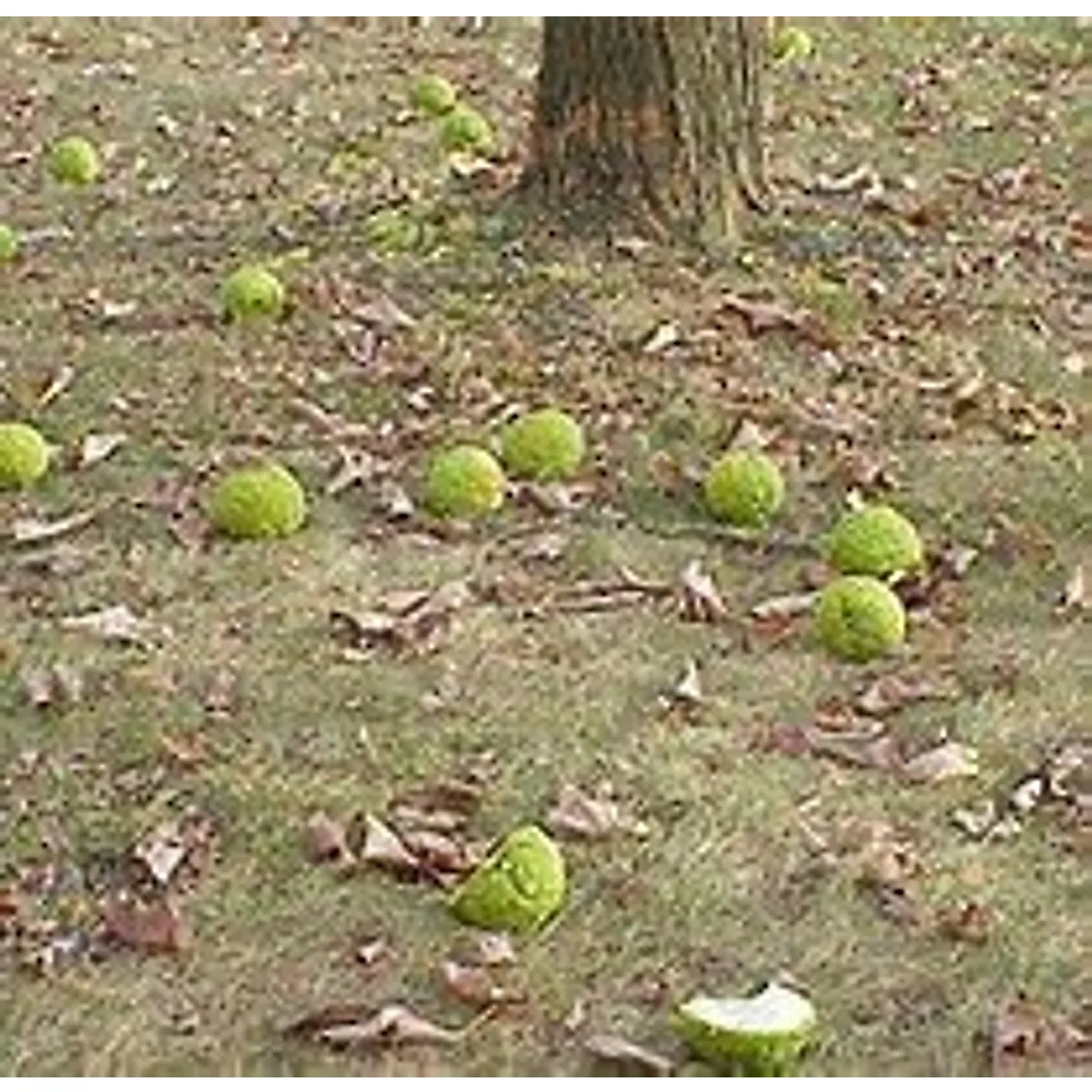 Osage Orange Tree, 30+ Premium Heirloom Seeds, Exotic & Rare, 60-80% Germination Rates, (Isla's Garden Seeds), Non GMO Seeds
