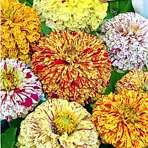 "Candy Stripe Mix" Zinnia Seeds for Planting, 50+ Flower Seeds Per Packet, (Isla's Garden Seeds), Non GMO & Heirloom Seeds, Botanical Name: Zinnia elegans, Great Home Garden Gift