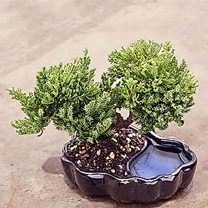 Brussel's Bonsai Live Green Mound Juniper Outdoor Bonsai Tree in Zen Reflections Pot-3 Years Old 6" to 8" Tall-Not Sold in California