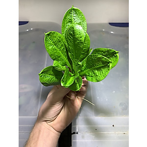 Marcus Fish Tanks Rosette Sword Echinodorus Parviflorus Amazon Sword Live Aquarium Plant Rooted Bundle for Fish Tank Buy 2 Get 1