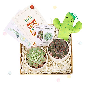 Happy Birthday Gift Box (1 Airplant, 1 Succulent) - Unique Birthday Gifts for Mom, Sister, Daughter, Her, Coworker, Wife, Girlfriend, Plant Lovers