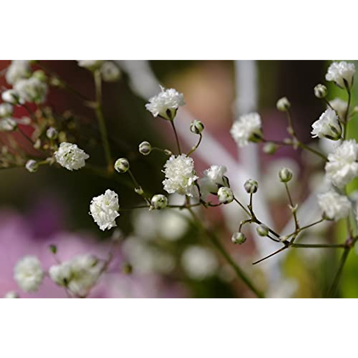 Set of 50 Cut Flower - Mixture Annual Flower Seed Packets - Perfect for Creating Your Dream Garden! - Includes 50 Packets of Cut Flower - Mixture Seeds!