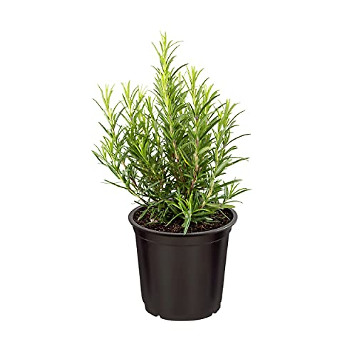 Live Aromatic and Edible Herb - Rosemary (4 Per Pack), Naturally Improves Breathing and Air Quality, 8" Tall by 4" Wide