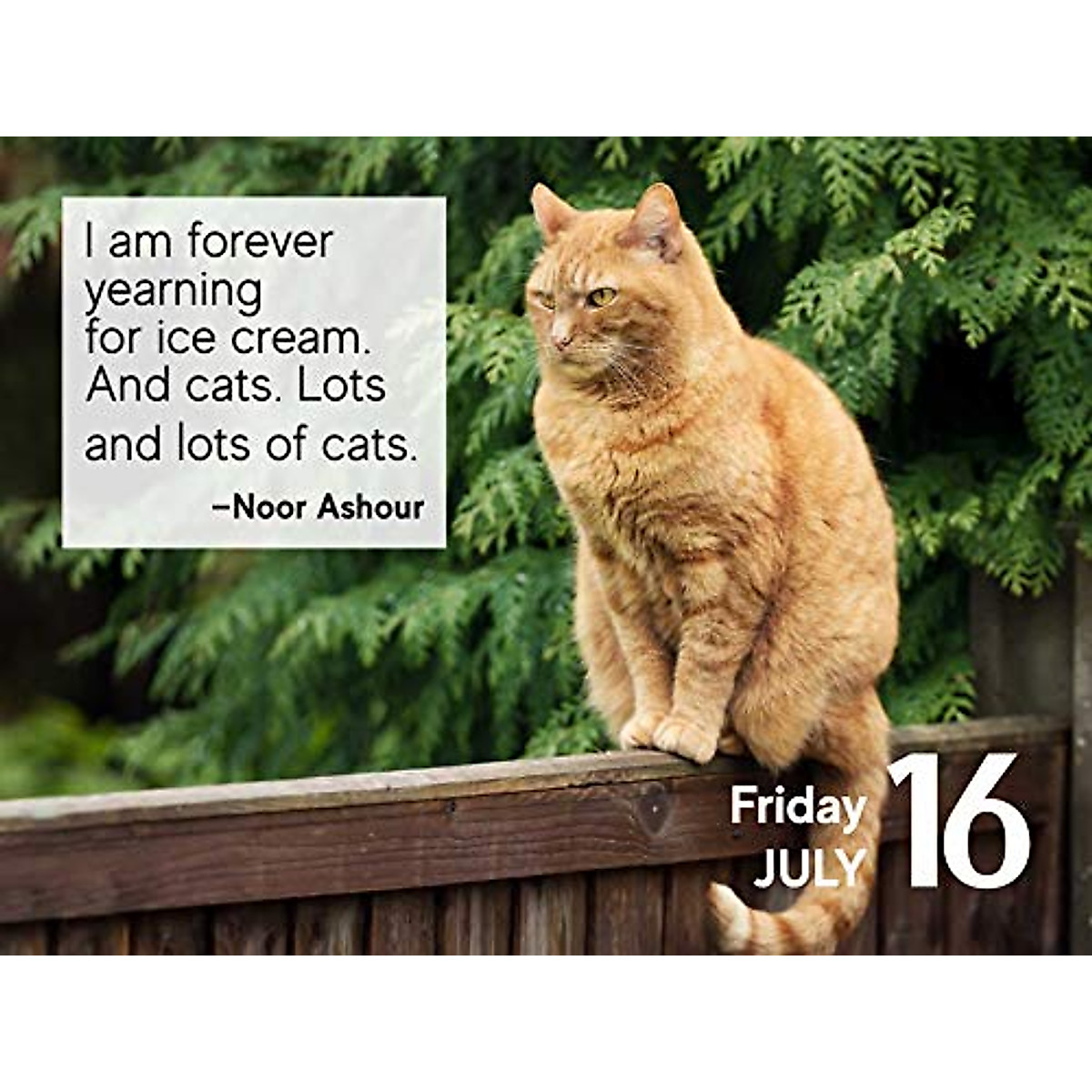 Cats 2021 Mini Day-to-Day Calendar