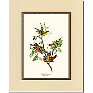 Bird Print. Vintage Painted Bunting Audubon Bird Wall Art Print - Ready to Frame 5x7 8x10 11x14