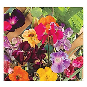 Colorful Mixed Climbing Vine Seeds - Morning Glory, Nasturtium, Black Eyed Susan Vine and Sweet Pea