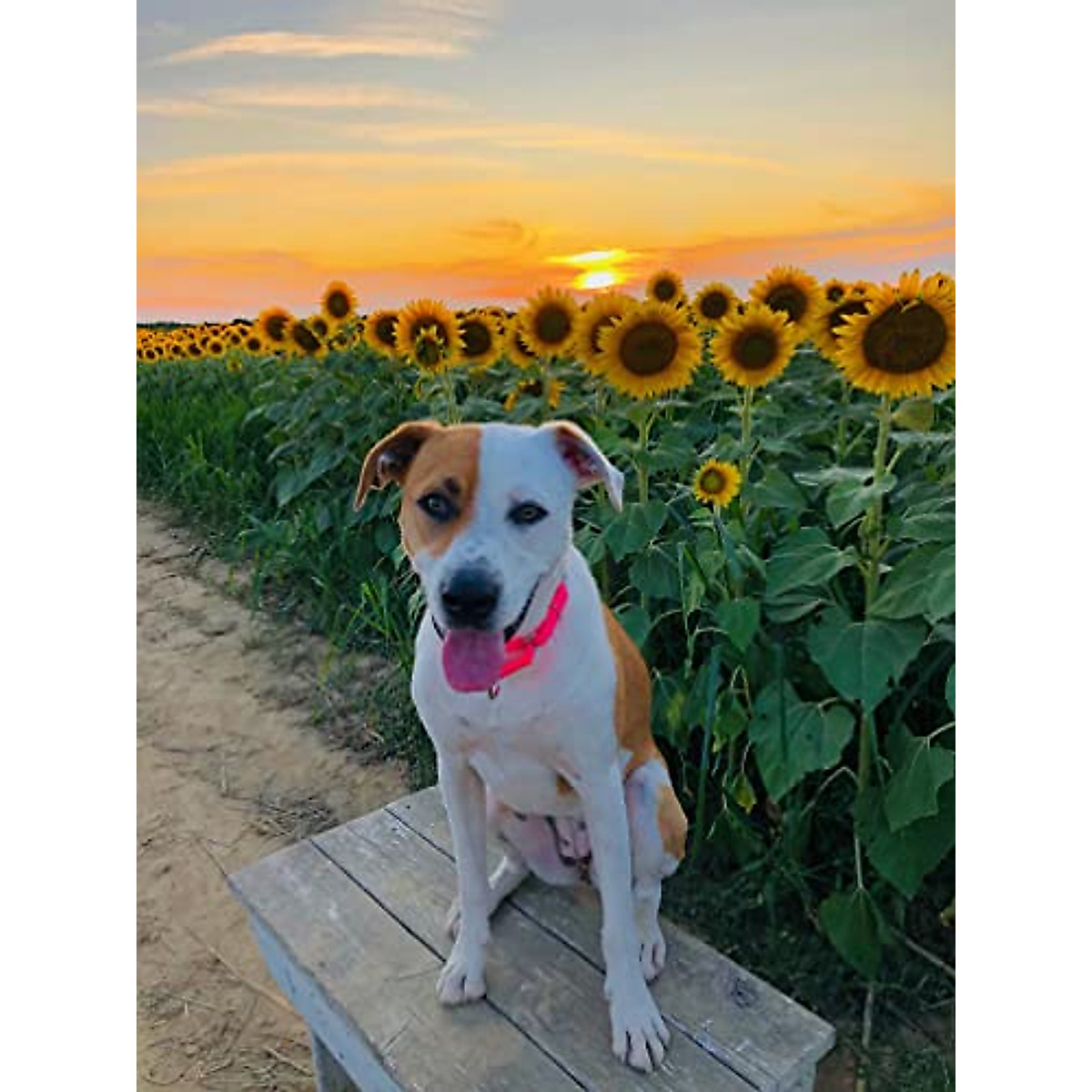 Country Brook Petz - Hot Pink Martingale Heavy Duty Nylon Dog Collar - 21 Vibrant Color Options (1 Inch Width, Medium)