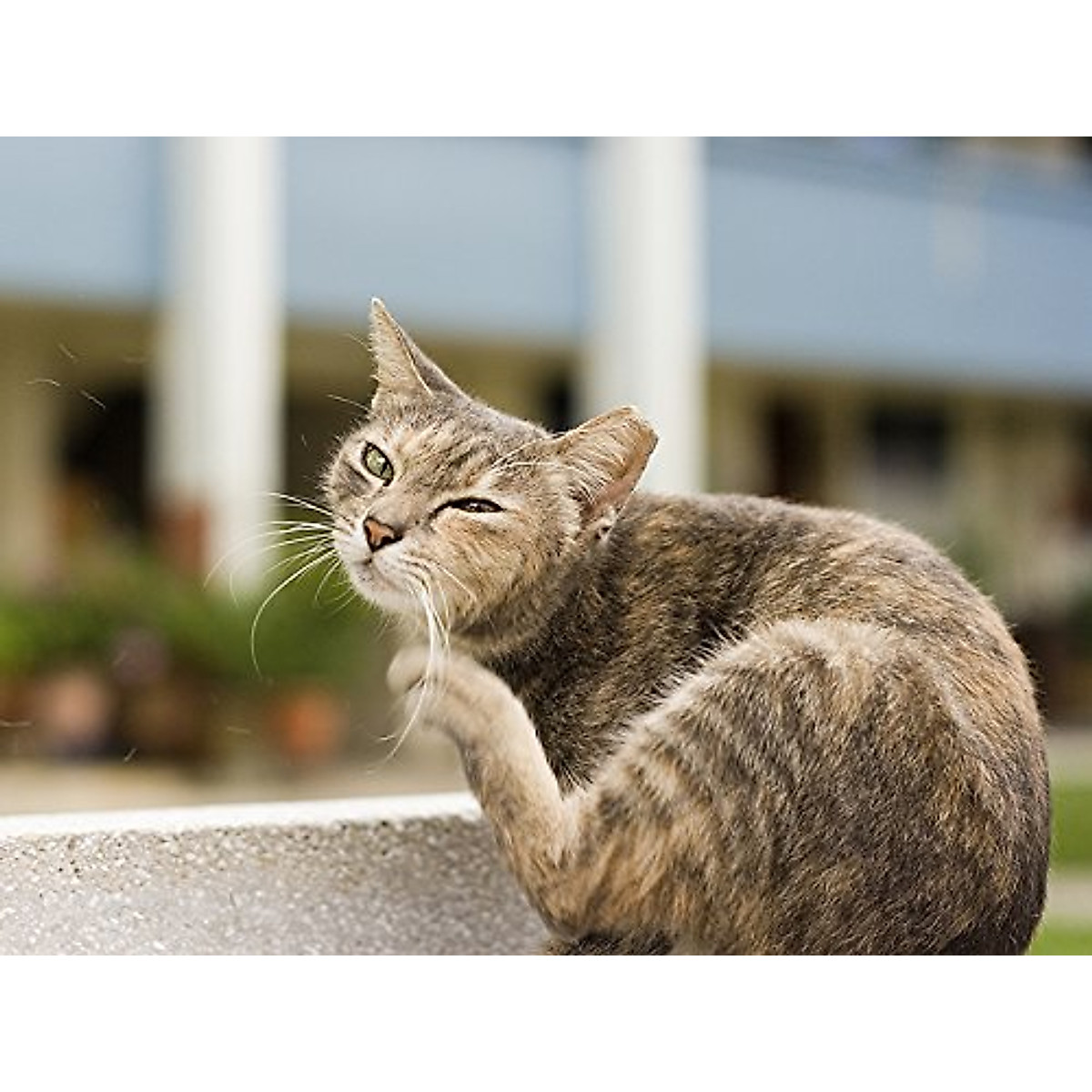 PET SUPPLEMENTS cat Liver Treats - Allergy Relief - for Cats - Advanced ITCHING Solution - CHEWABLE Treats - cat Skin Allergy - 3 Bottle (225 Chews)