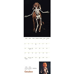 William Wegman Man's Best Friend 2021 Wall Calendar