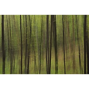 Abstract of a forest with green tree trunks Ontario Canada Poster Print (20 x 13)