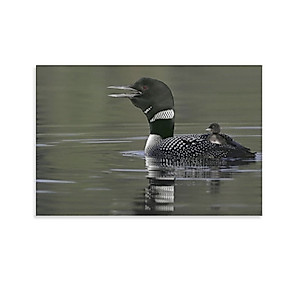 Common Loon with Chick on Water Back Call Picture Poster Wall Decoration Poster in Kamloops, British Canvas Painting Wall Art Poster for Bedroom Living Room Decor 08x12inch(20x30cm) Unframe-style