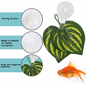 SLSON Fishes Veggie Seaweed Plant Suction Cup Clip Feeding Tool Feed Holder Aquarium Accessories for Fish Tank Fish Feeder Clips (4Pack Transparent)
