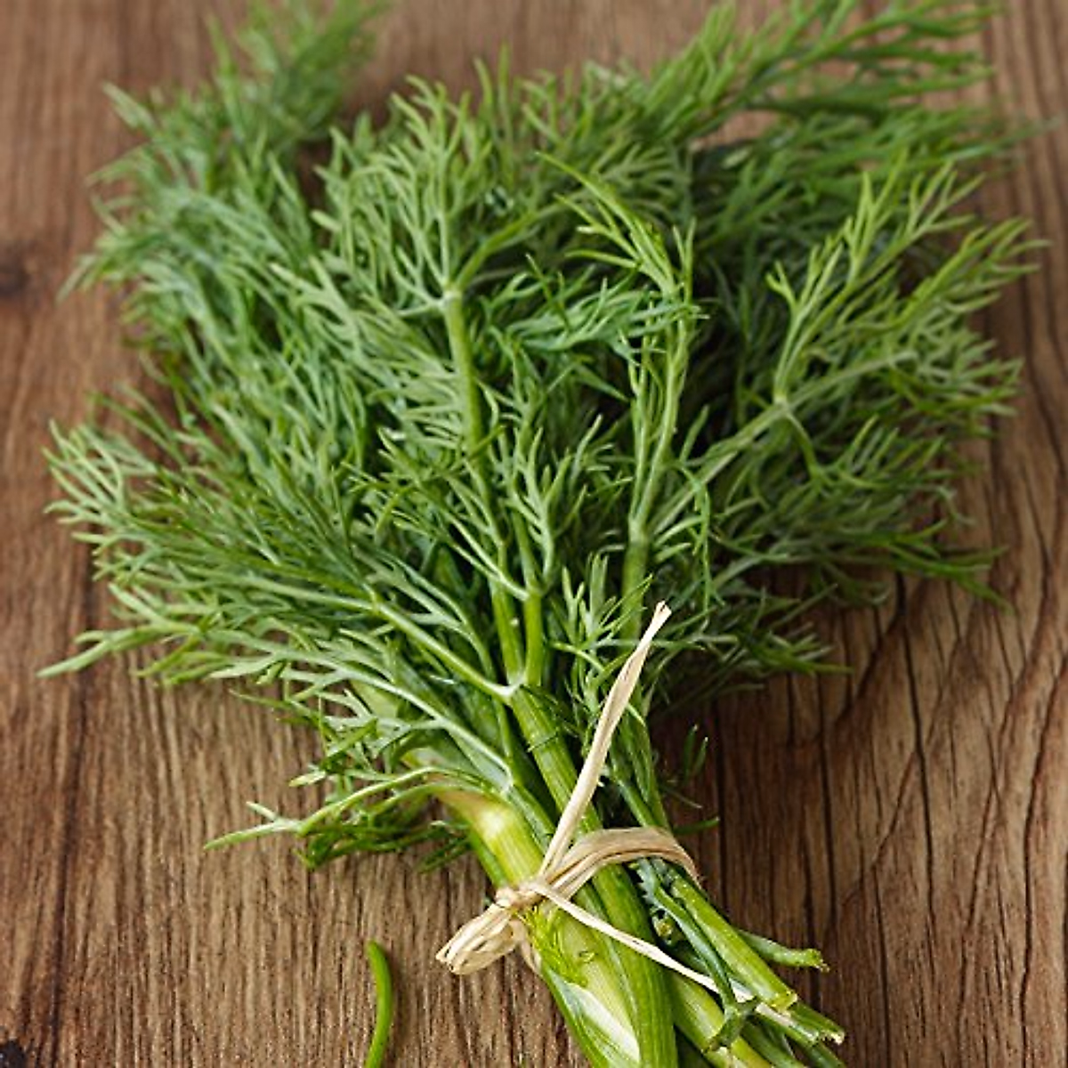 "Mammoth Long Island" Dill Seeds for Planting, 1500+ Seeds Per Packet, (Isla's Garden Seeds), Non GMO & Heirloom Seeds, Botanical Name: Anethum graveolens, Great Herb Garden Gift