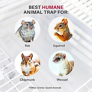 Heavy Duty Catch Release Medium Live Humane Animal Cage Trap for Rats, Squirrels, Chipmunks, Weasels and Other Similar Sized Animals 24x7x7
