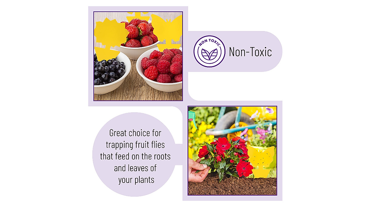 Sticky Fruit Fly Trap, 13 pcs, Fungus Gnat Sticky Trap with Shovel, Fly Traps for Indoors and ...