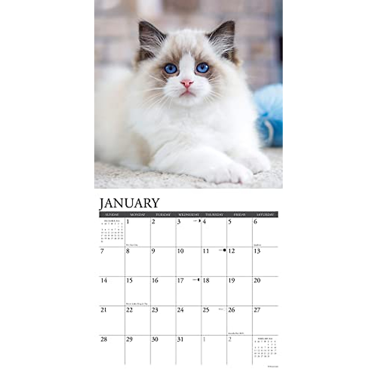Willow Creek Press Ragdoll Cats Monthly 2024 Wall Calendar (12" x 12")