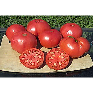 Ohio Heirloom Seeds Beefsteak Tomato Seeds 75+ Heirloom Variety