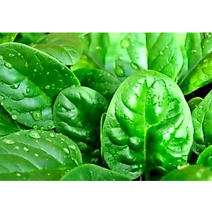 Giant Spinach Herb Garden Seeds for Planting About 100 Seeds