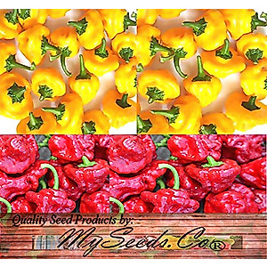 BIG PACK - (500+ Seeds) Hot Pepper Combo I - Bhut Jolokia Ghost Pepper, Habanero Orange, Habanero Red, Jamaican Yellow, Jamaican Red Pepper Seeds- Non-GMO Seeds by MySeeds.Co (BIG PACK - Hot Pepper I)